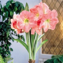 Buy Hippeastrum Hercules 22/24 affordable | Gardens4you.ie