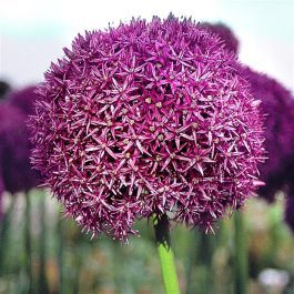 Buy Allium Shing x 10 affordable | Gardens4you.ie