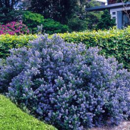 Buy Ceanothus Blue affordable | Gardens4you.ie