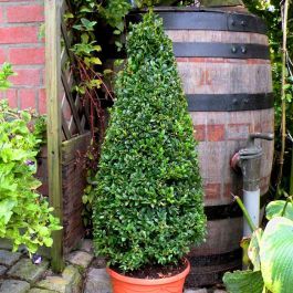 Buy Conical Topiary Boxwood 20 cm pot affordable | Gardens4you.ie
