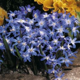 Buy Chionodoxa luciliae blue x 20 affordable | Gardens4you.ie