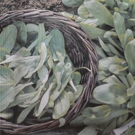 Buy Dutch Corn Salad North Holland affordable | Gardens4you.ie