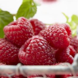 Buy Raspberry Willamette affordable | Gardens4you.ie
