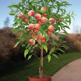 Buy Peach Prunus persica Suncrest affordable | Gardens4you.ie