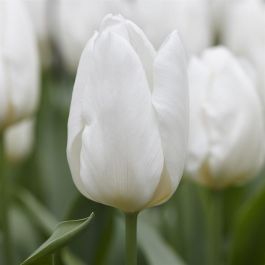 Buy Tulip White Prince 11/12 x 10 affordable | Gardens4you.ie
