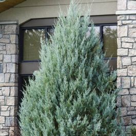 Buy juniperus scopulorum moonglow 9 cm pot affordable | Gardens4you.ie