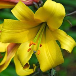 Buy Lilium Trumpet Golden Splendor 12/14 x 3 affordable | Gardens4you.ie