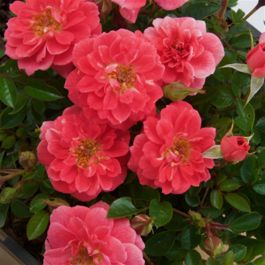 Buy Climbing Rose Salmon Queen affordable | Gardens4you.ie