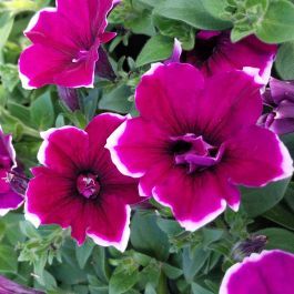 Buy Petunia Double Red White Edge affordable | Gardens4you.ie