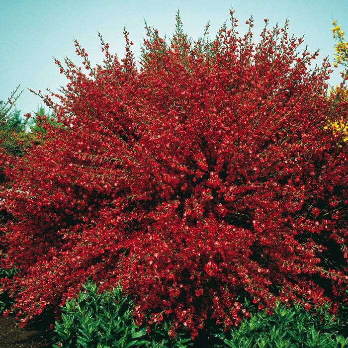 Buy Cytisus Praecox Hollandia Red Broom affordable | Gardens4you.ie