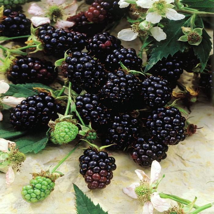 Buy Blackberry Thorn Less Evergreen affordable | Gardens4you.ie