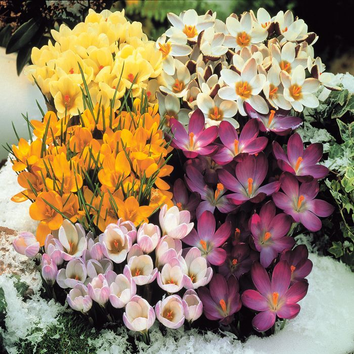 Buy Crocus Botanical Mix x 100 affordable | Gardens4you.ie