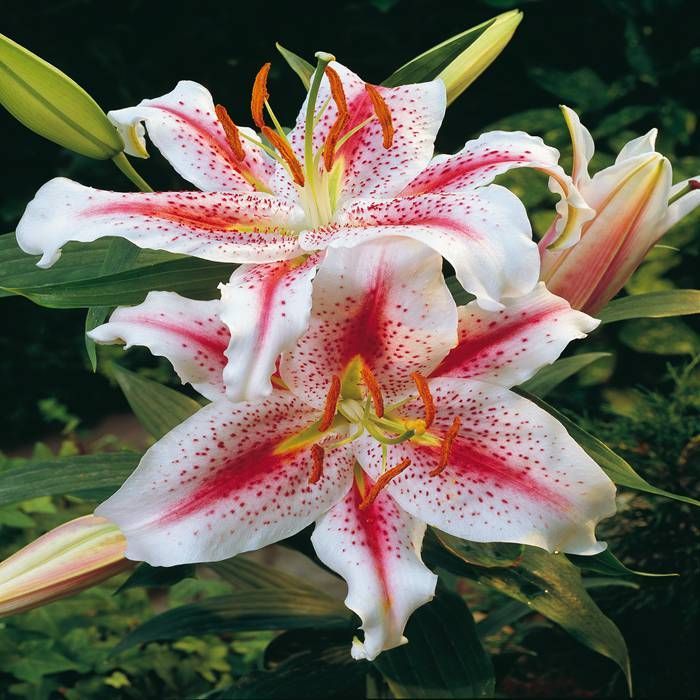 Buy Lilium oriental Stargazer x 3 affordable | Gardens4you.ie