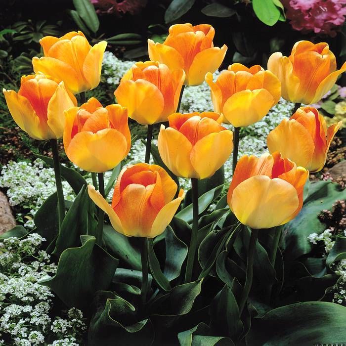 Buy Tulip Daydream x 10 affordable | Gardens4you.ie