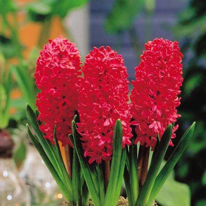 Buy Hyacinth Jan Bos x 5 affordable | Gardens4you.ie