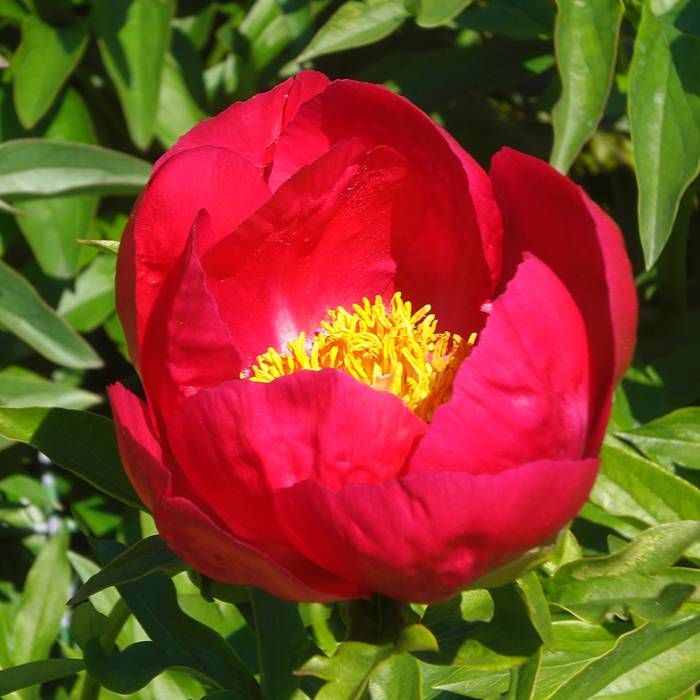 Buy Giant Peony Single Red affordable | Gardens4you.ie