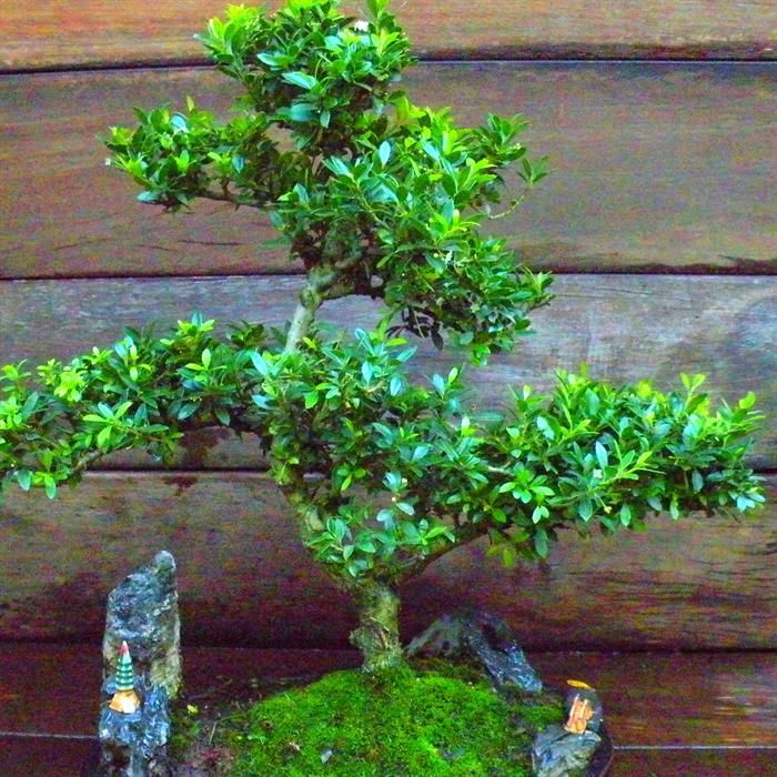 Buy Bonsai Ilex 14 yr affordable | Gardens4you.ie