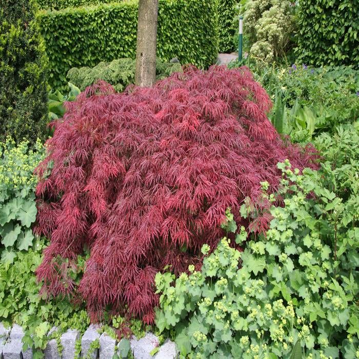 Buy Japanese Maple Garnet affordable | Gardens4you.ie