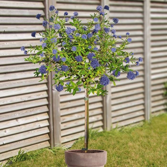 Buy Standard Ceanothus affordable | Gardens4you.ie