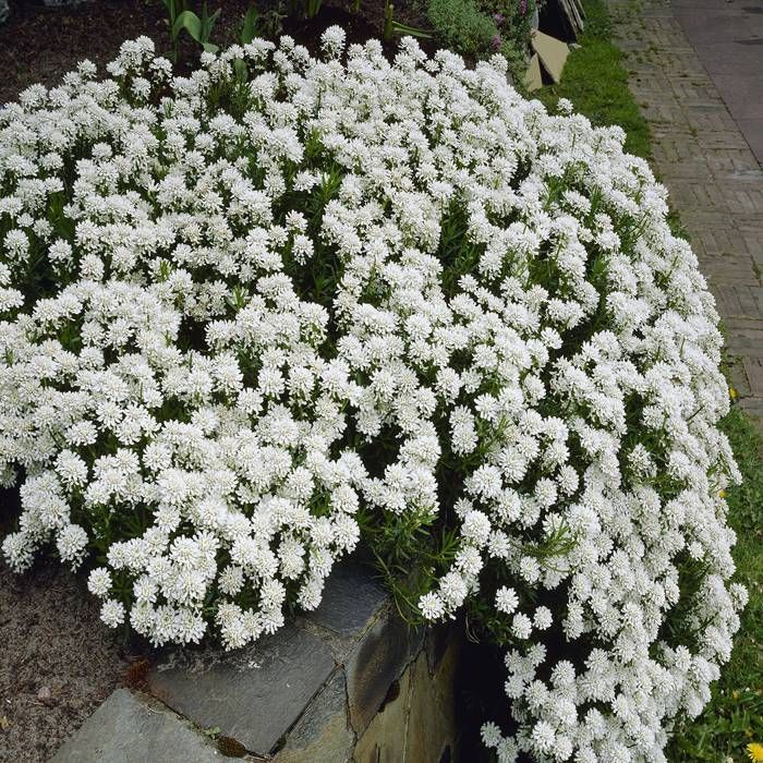 Buy Iberis sempervirens Snowflake affordable | Gardens4you.ie