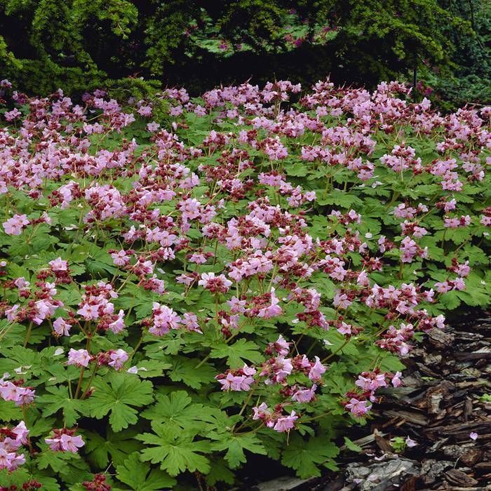 Buy Geranium macrorrhizum Ingwersens Variety affordable | Gardens4you.ie