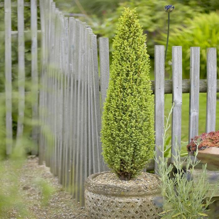 Buy Juniperus communis Compressa affordable | Gardens4you.ie