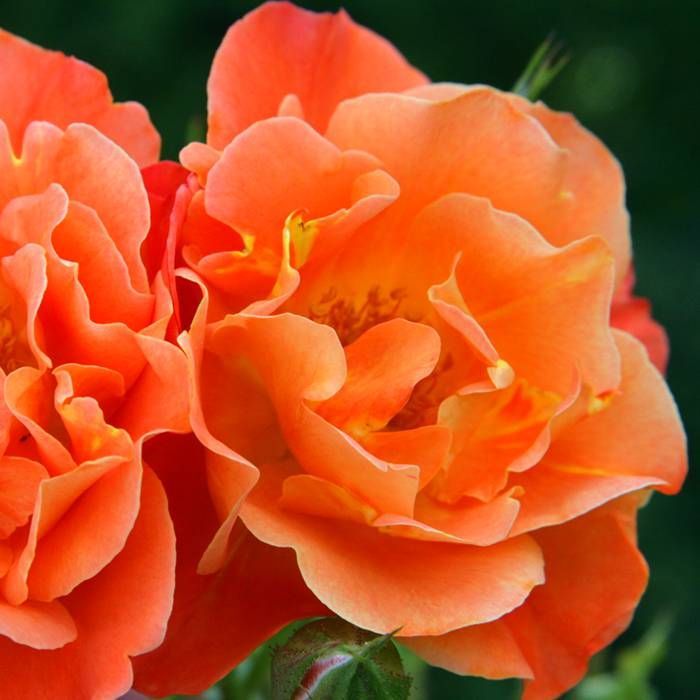 Buy Kordes Climbing Rose Westerland affordable | Gardens4you.ie