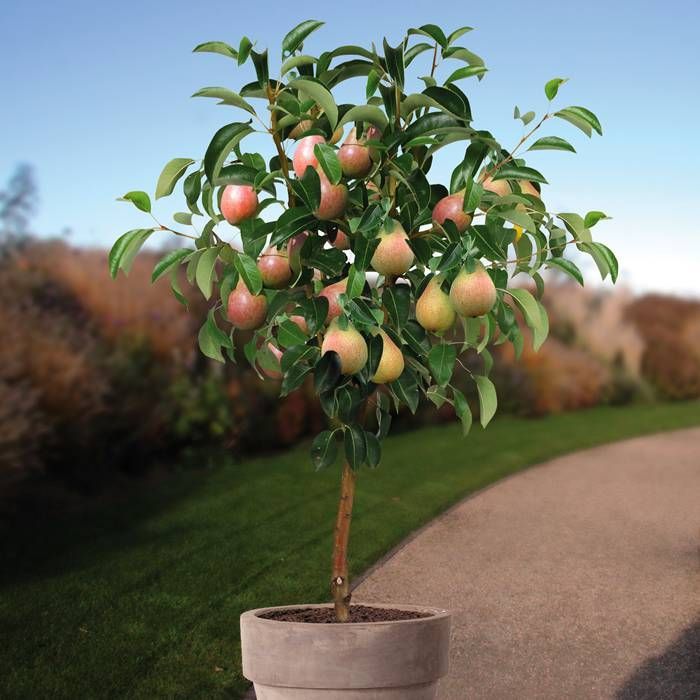 Buy Standard Pear Tree Clapps Favourite 100 affordable | Gardens4you.ie