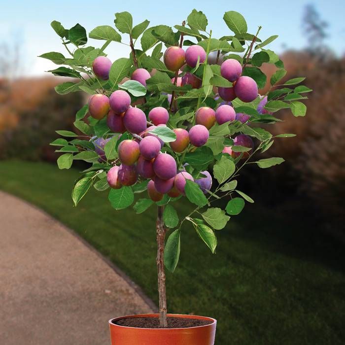 Buy Standard Plum Tree Prunus Jubileum affordable | Gardens4you.ie
