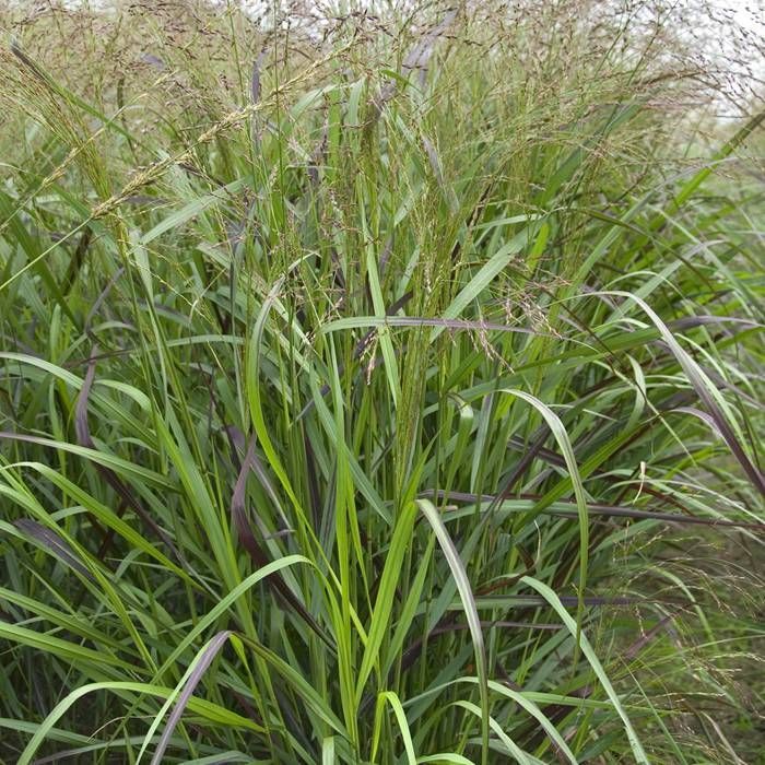 Buy Panicum virgatum Squaw affordable | Gardens4you.ie