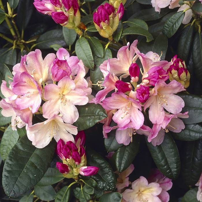 Buy Rhododendron Percy Wiseman affordable | Gardens4you.ie