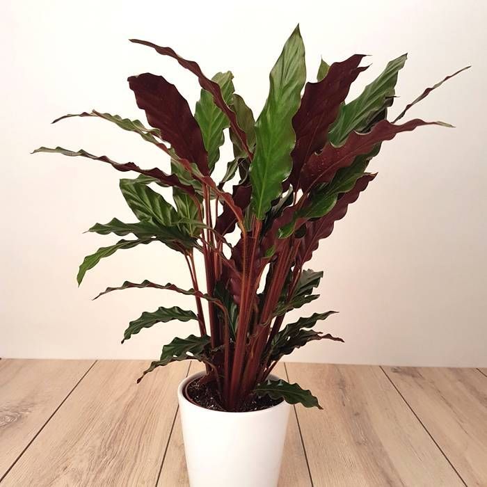 Buy Calathea Rufibarba 12cm affordable | Gardens4you.ie