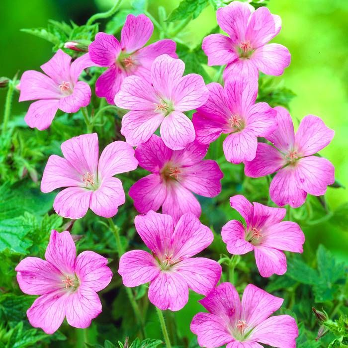 Buy Geranium oxonianum Rose Clair 9 cm affordable | Gardens4you.ie