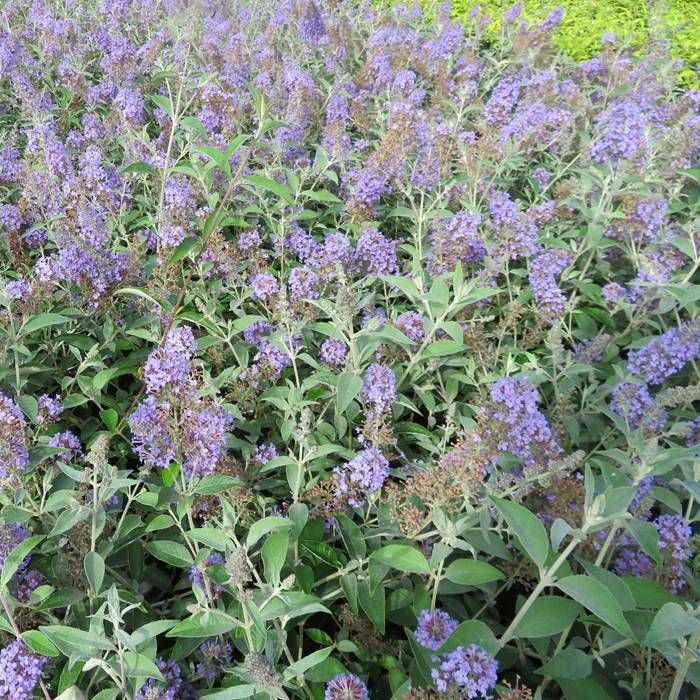 Buy Buddleja davidii Nanho Blue affordable | Gardens4you.ie