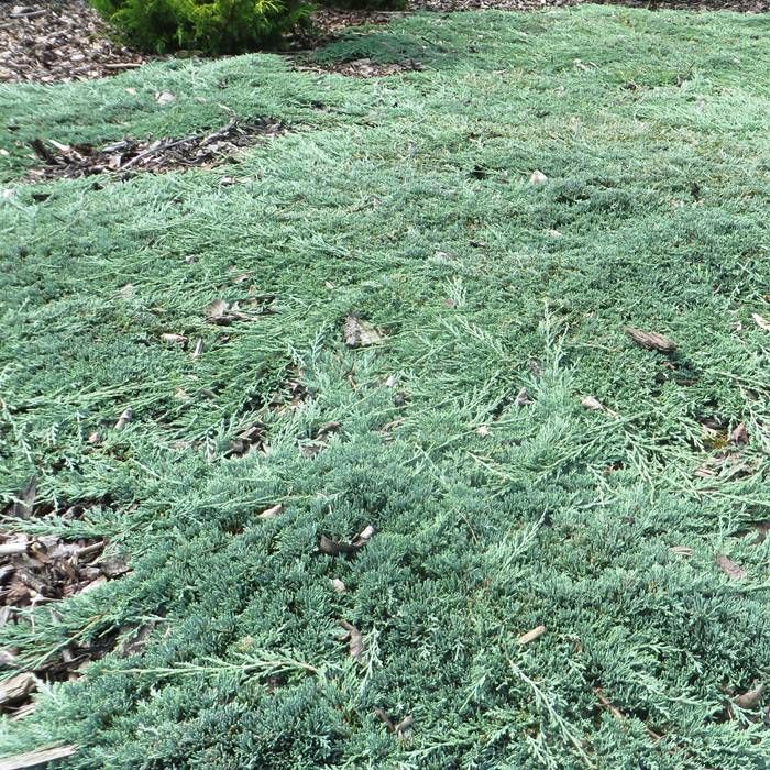 Buy Juniperus horizontalis Ice Blue 9 cm pot affordable | Gardens4you.ie