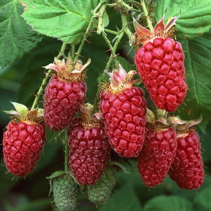 Buy Raspberry Glen Ample affordable | Gardens4you.ie