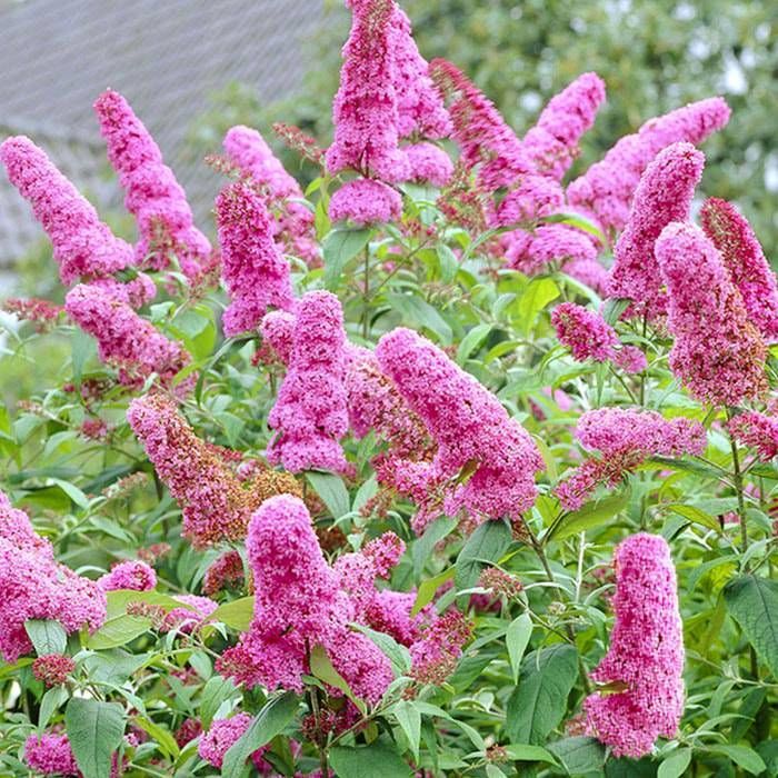 Buy Buddleja davidii Pink affordable | Gardens4you.ie