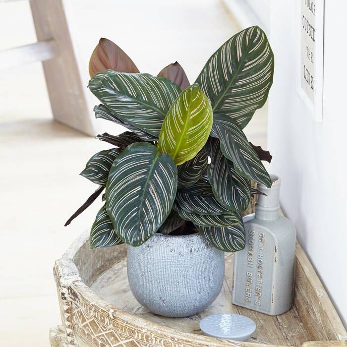 Buy Calathea Ornata 14 cm pot affordable | Gardens4you.ie