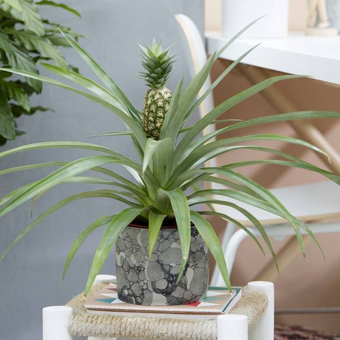 Buy Ananas comosus 14 cm pot affordable | Gardens4you.ie