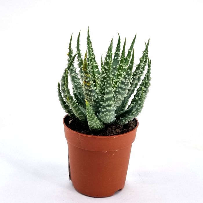Buy Aloe Humilis shark 7cm pot affordable | Gardens4you.ie