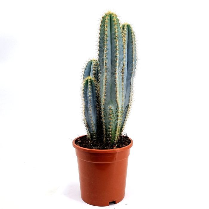 Buy Cactus Pilosocereus azureus 17 cm pot affordable | Gardens4you.ie