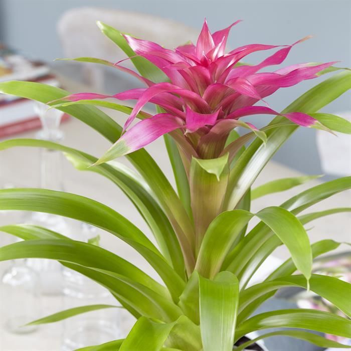 Buy Bromelia Guzmania Pink affordable | Gardens4you.ie