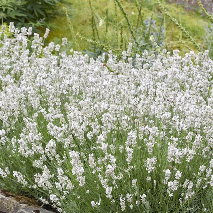 Buy Lavendula angustifolia Alba 12 cm Pot affordable | Gardens4you.ie