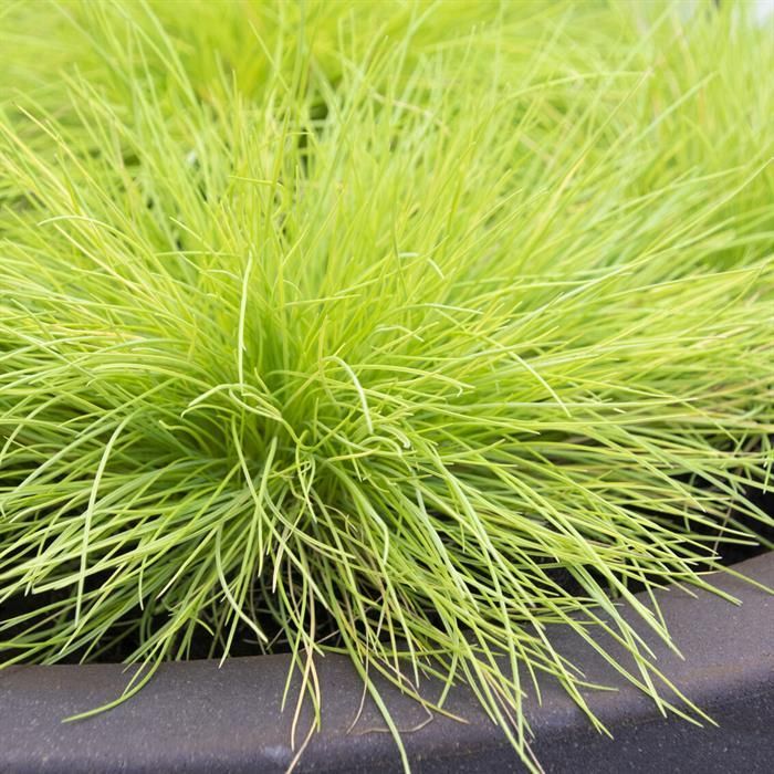 Buy Festuca glauca Amigold 17 cm Pot affordable | Gardens4you.ie