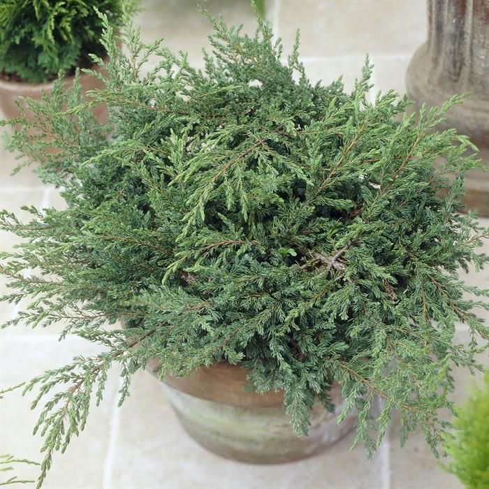 Buy Juniperus communis Repanda affordable | Gardens4you.ie