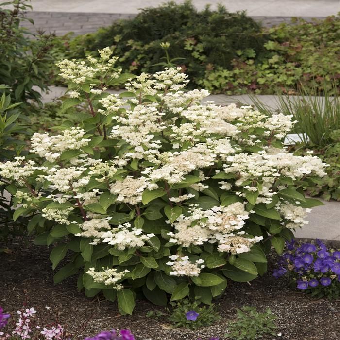 Buy Hydrangea Dharuma affordable | Gardens4you.ie
