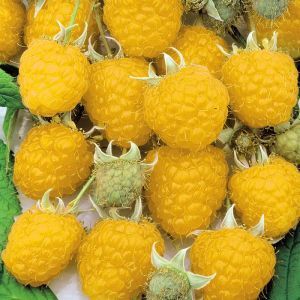 Buy Raspberries affordable | Gardens4you.ie