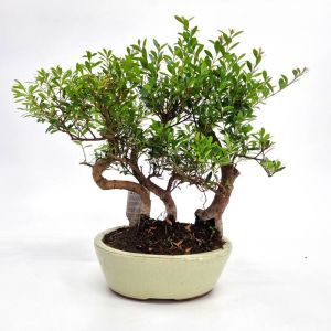 Buy Outdoor Bonsai trees affordable | Gardens4you.ie