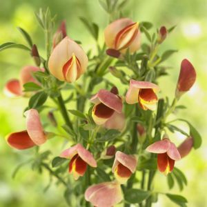 Buy Cytisus affordable | Gardens4you.ie